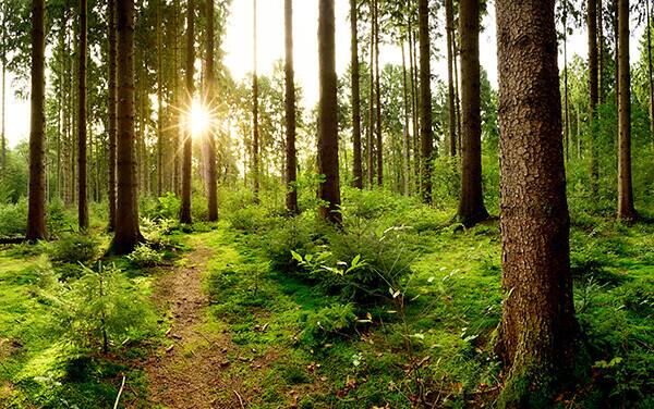 Governance & Reporting | Costco