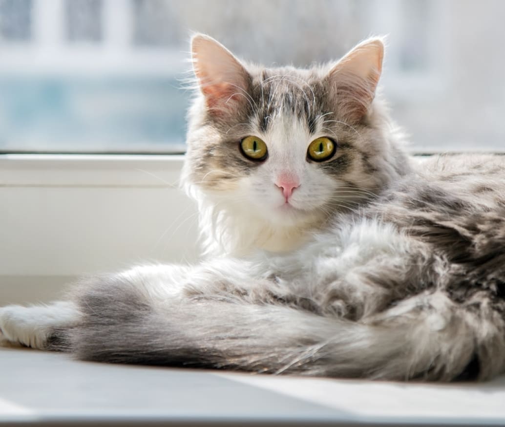 Pet Pharmacy & Medications | Costco